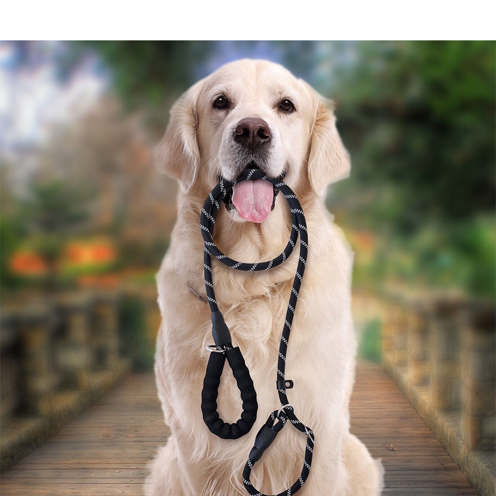 Leashes – HydroDogz